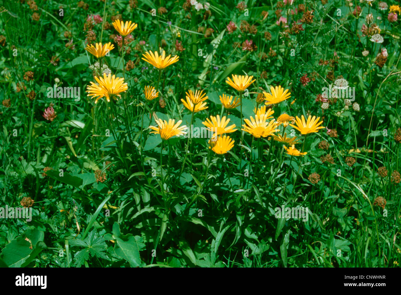 Yellow ox-eye (Buphthalmum salicifolium), blooming Stock Photo - Alamy