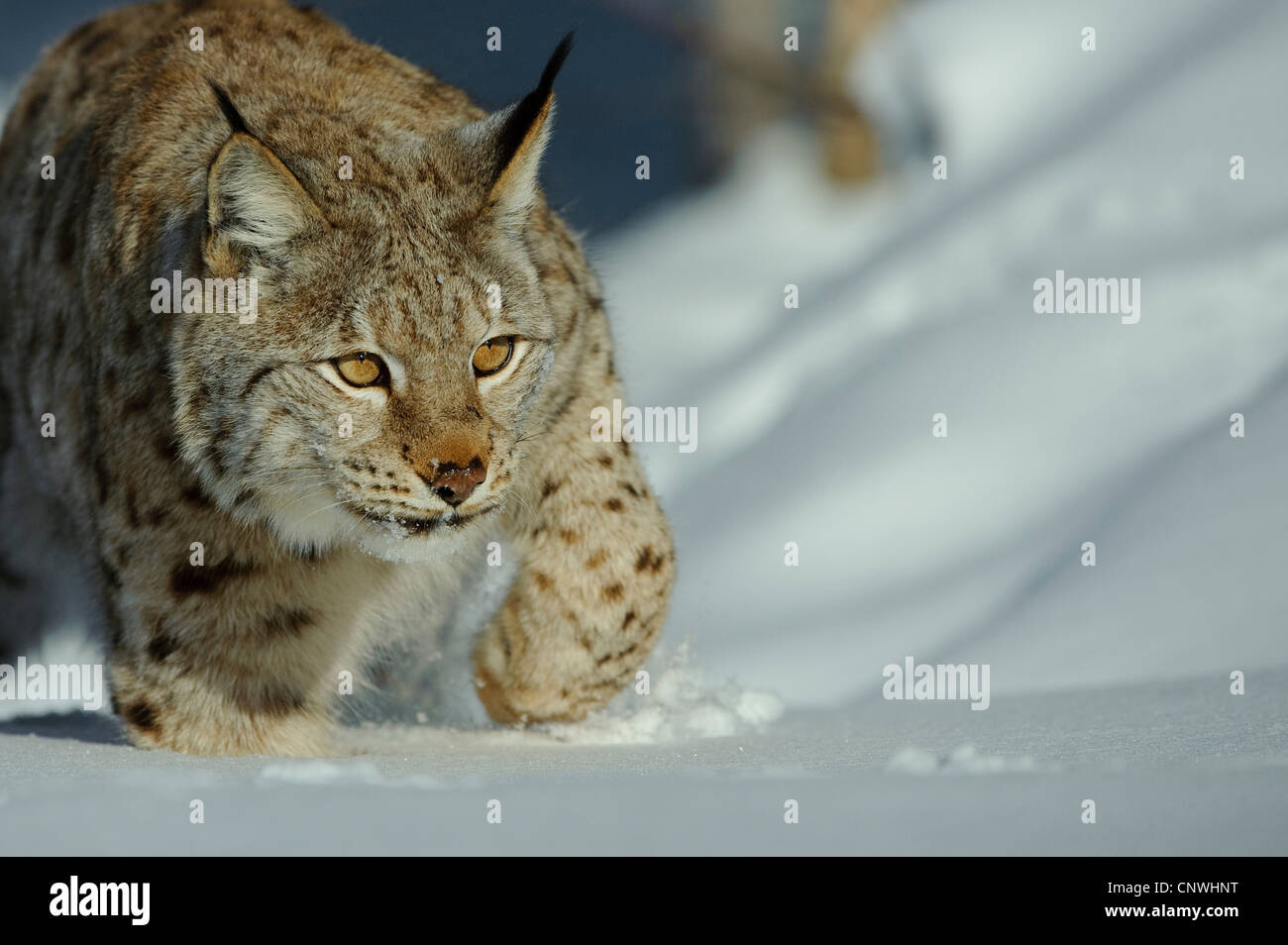 Eurasian lynx (Lynx lynx), in snow, Norway, Lauvsnes Stock Photo - Alamy