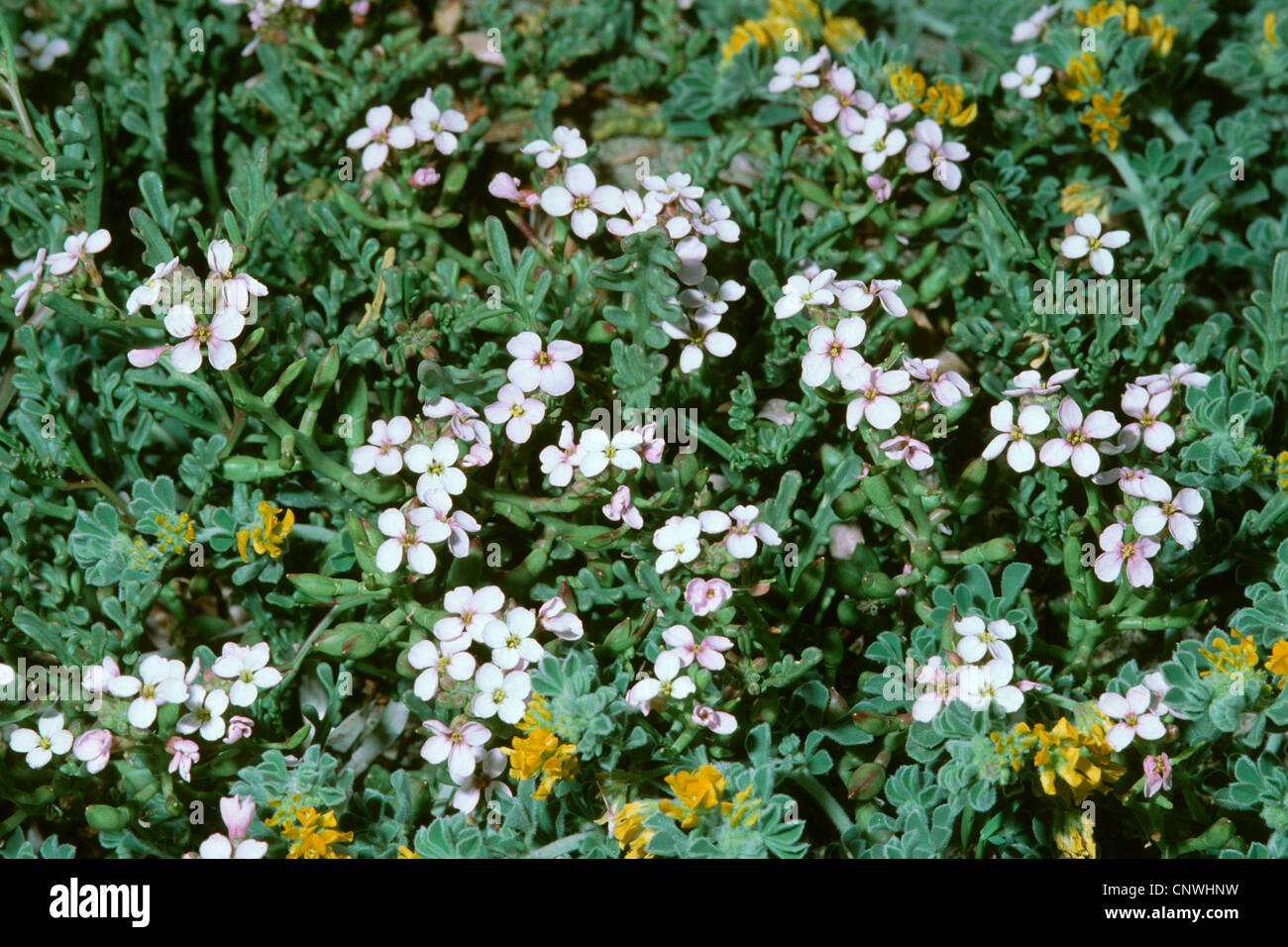 European searocket, sea rocket (Cakile maritima), blooming Stock Photo ...