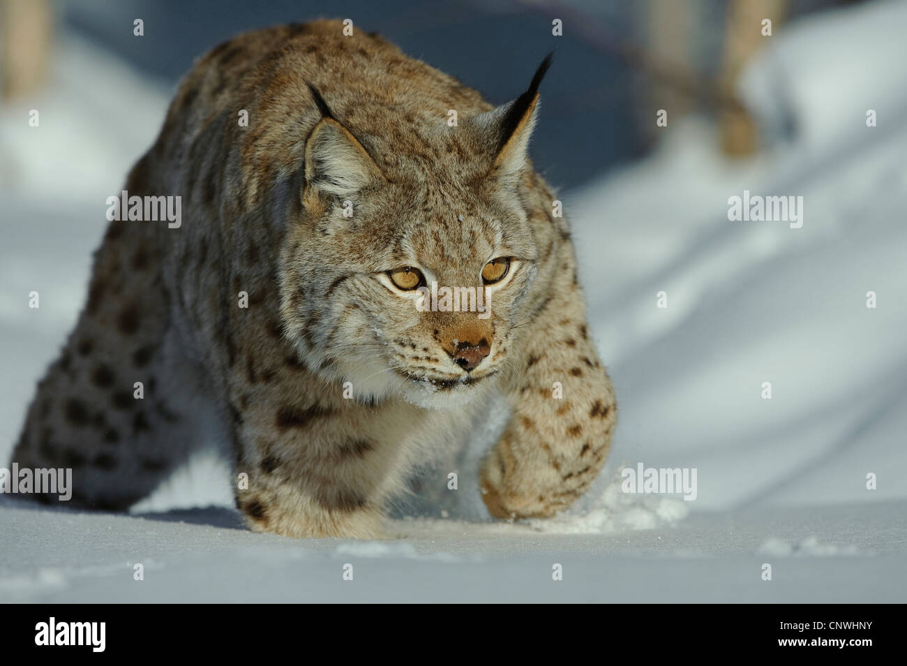 Eurasian lynx (Lynx lynx), in snow, Norway, Lauvsnes Stock Photo - Alamy