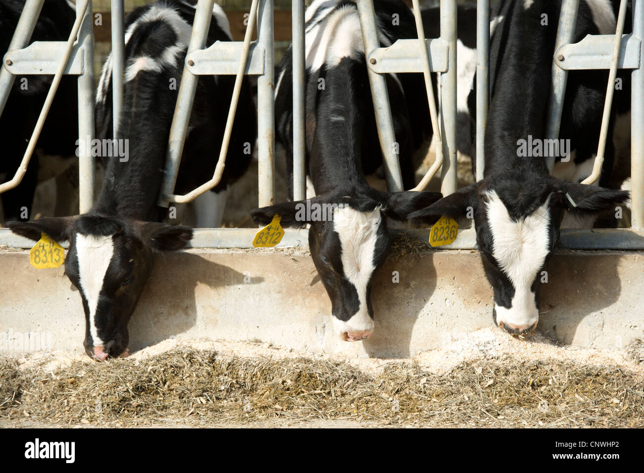 Dairy cows reaching for feed outside of gate on farm Stock Photo - Alamy