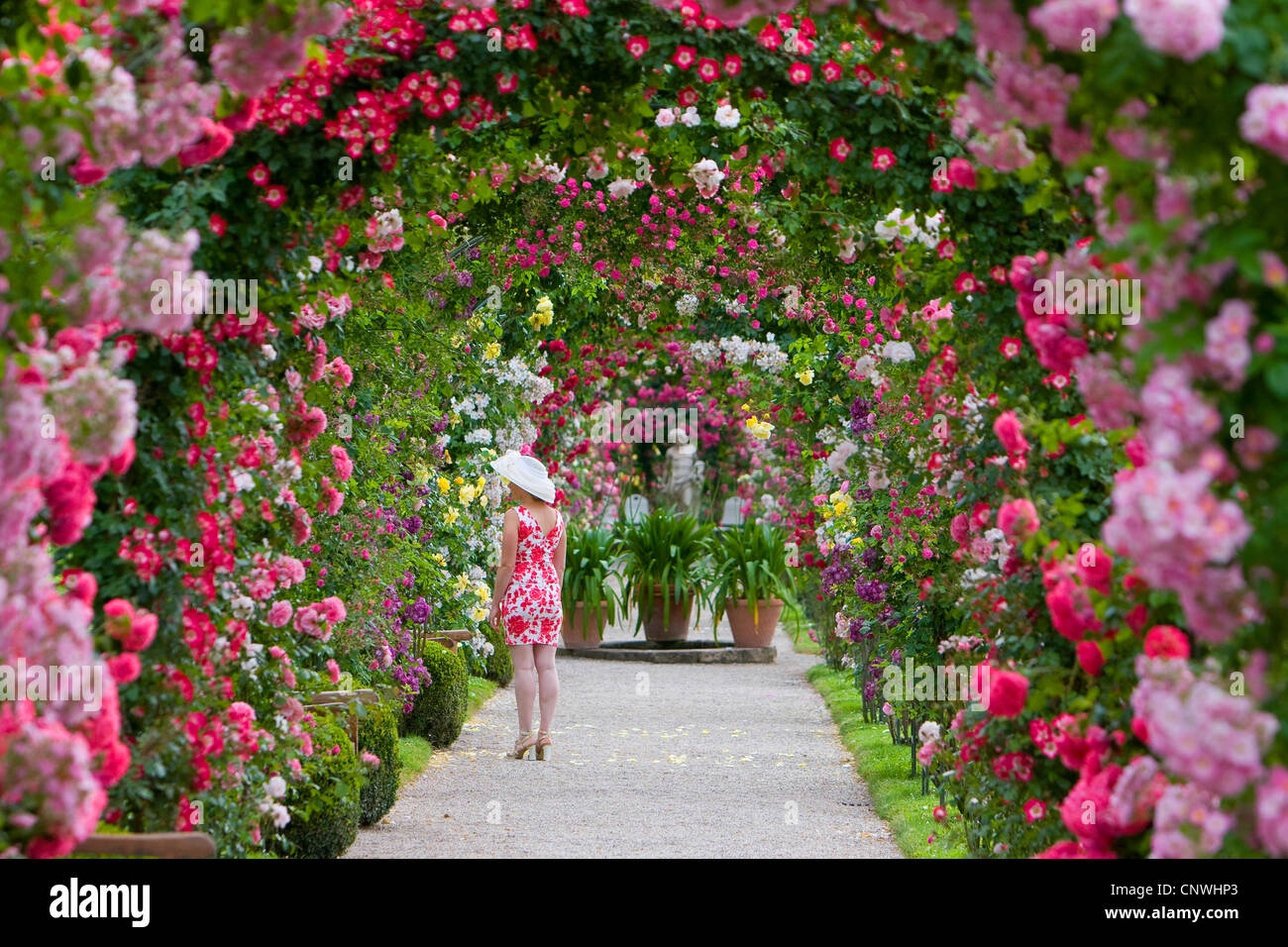 ornamental rose (Rosa spec.), young woman in a sommer skirt under rose ...