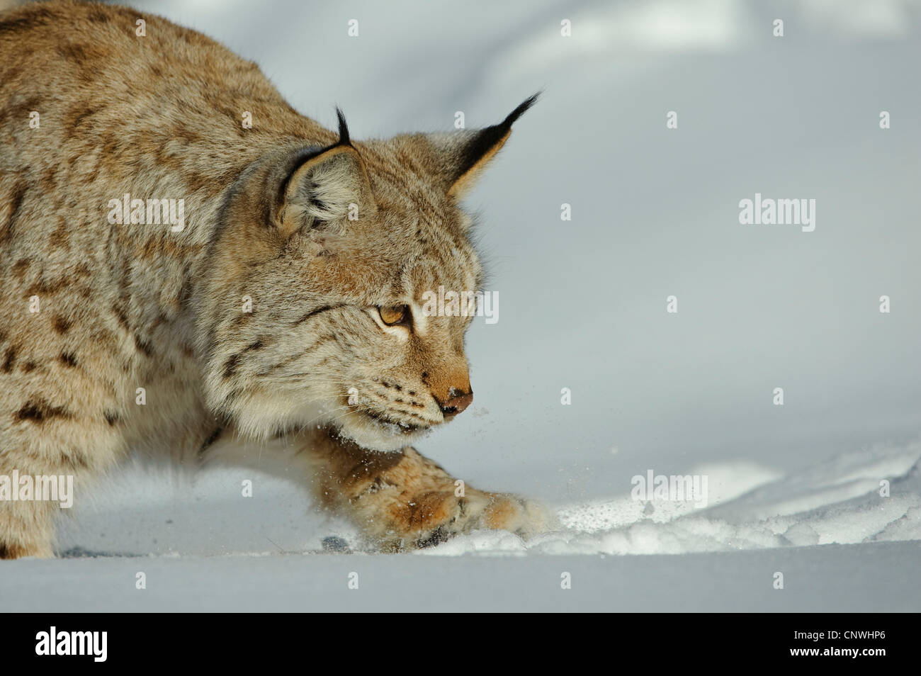 Eurasian lynx (Lynx lynx), in snow, Norway, Lauvsnes Stock Photo - Alamy