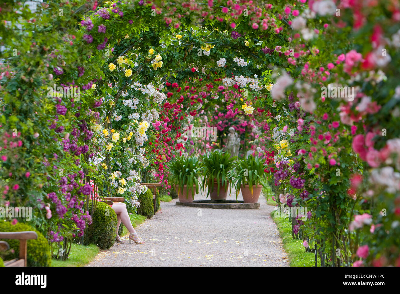 ornamental rose (Rosa spec.), young woman sitting under rose arches in ...