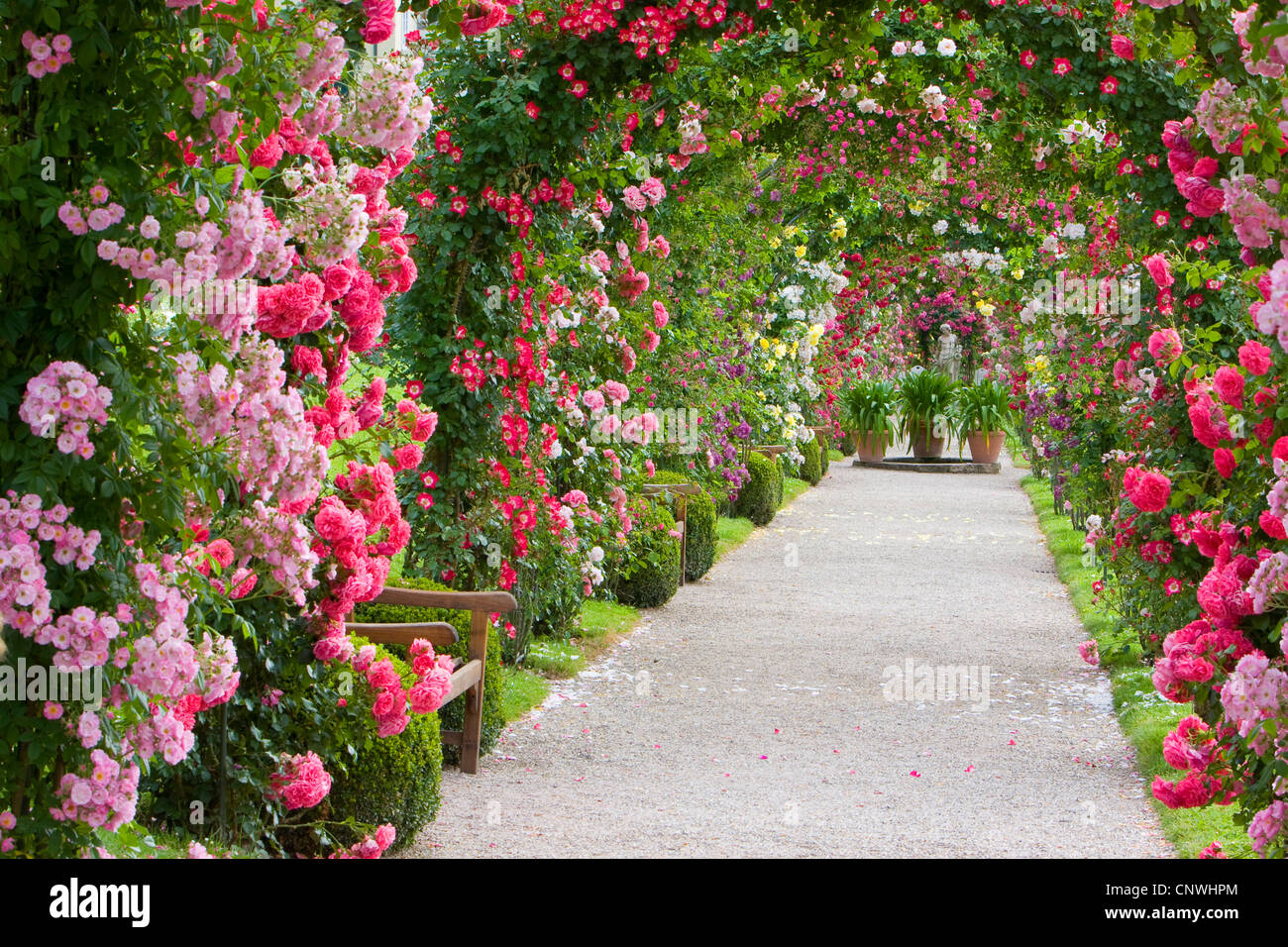 ornamental rose (Rosa spec.), rose arches in a rose garden, Germany ...
