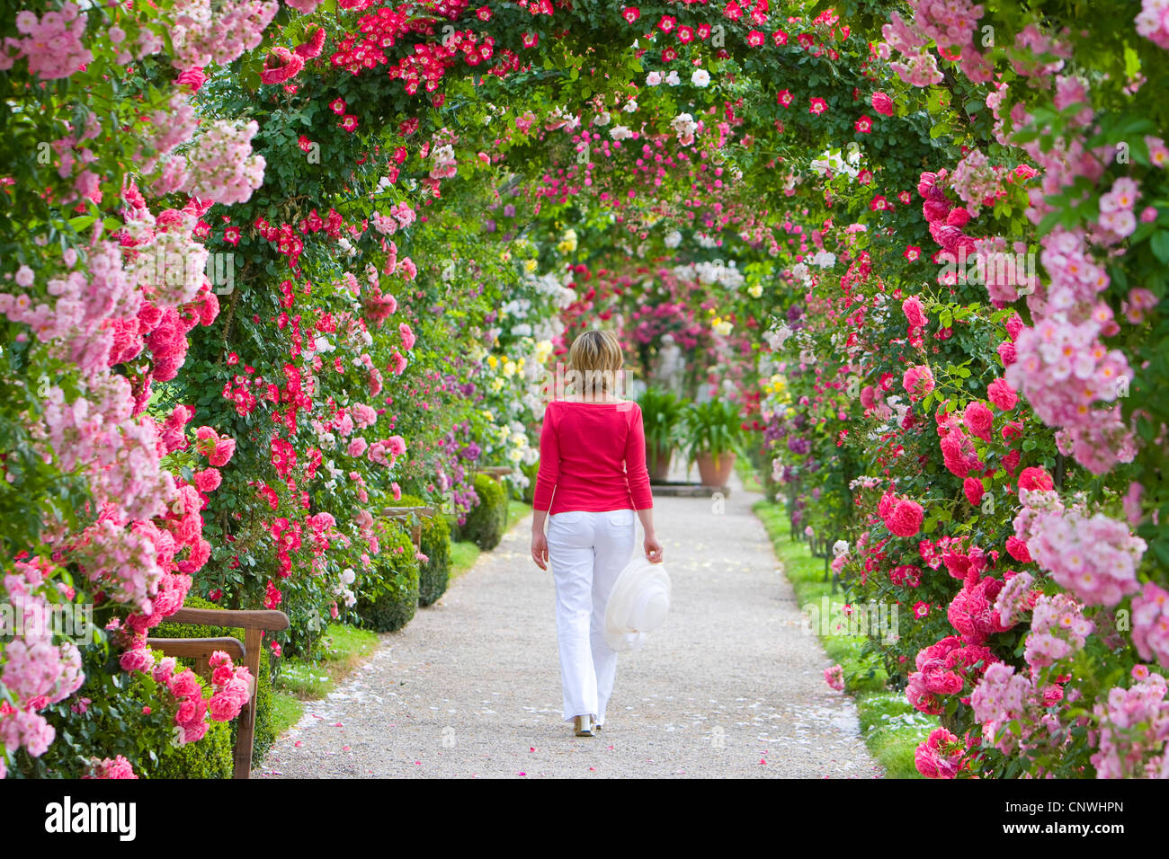 ornamental rose (Rosa spec.), young woman walking under rose arches in ...
