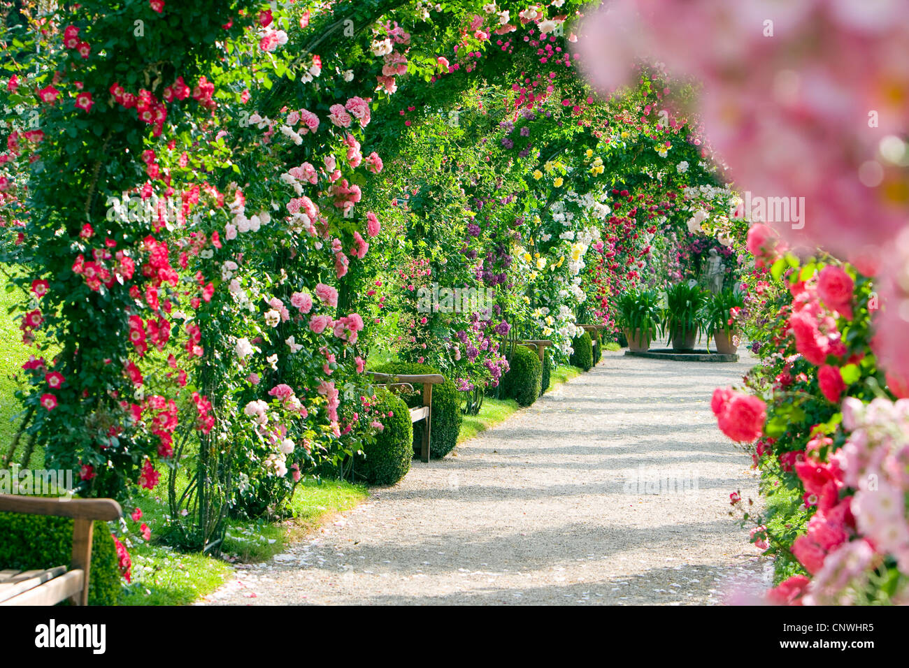 ornamental rose (Rosa spec.), rose arches in a rose garden, Germany ...
