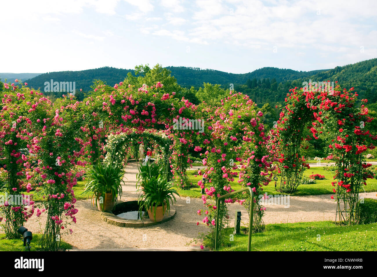 ornamental rose (Rosa spec.), rose arches in a rose garden, Germany ...