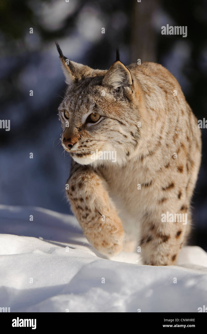 Eurasian lynx (Lynx lynx), in snow, Norway, Lauvsnes Stock Photo - Alamy