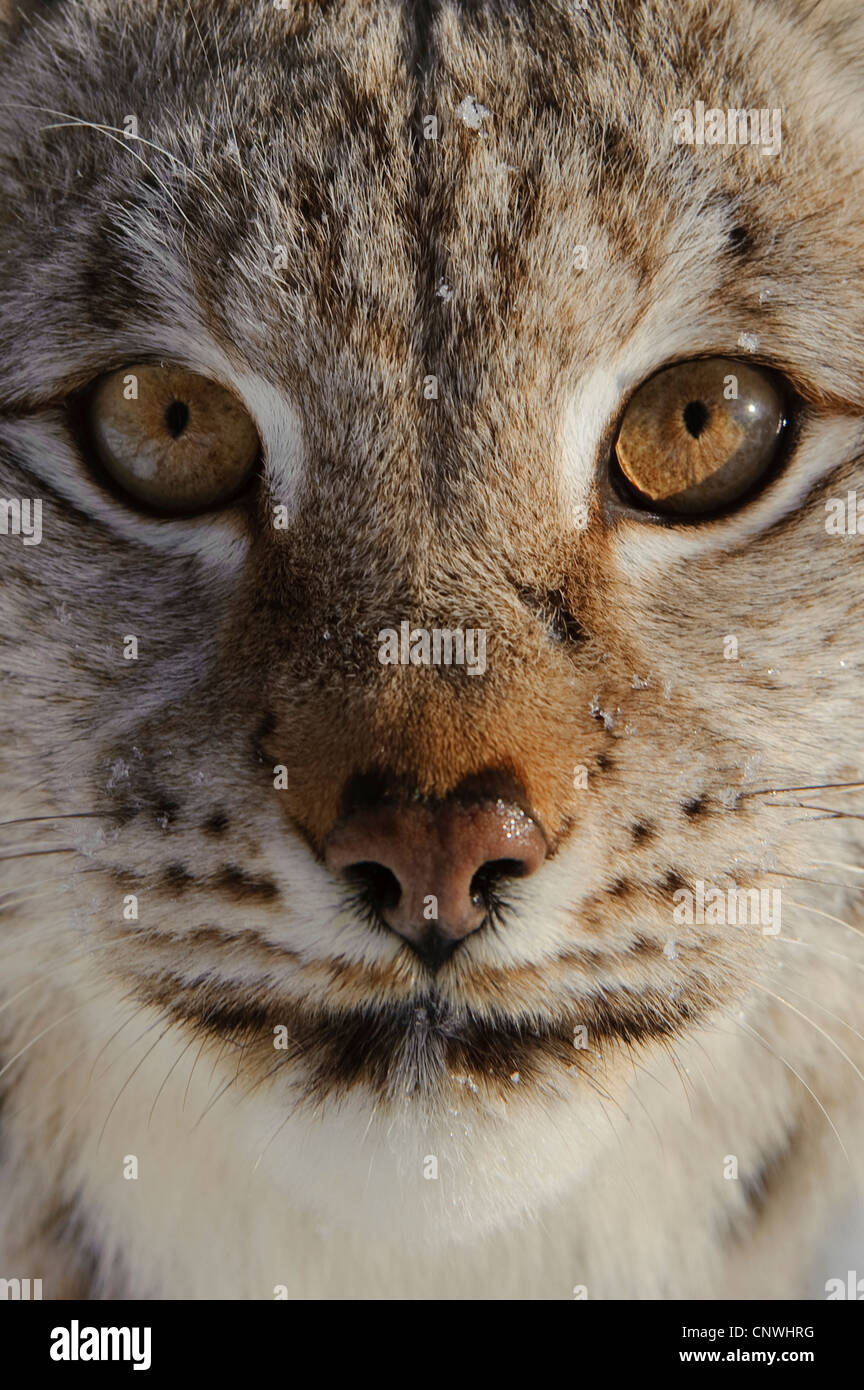 Eurasian lynx (Lynx lynx), portrait, Norway, Lauvsnes Stock Photo - Alamy