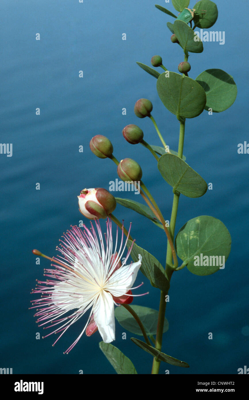Spiny caper capparis spinosa hi-res stock photography and images - Alamy