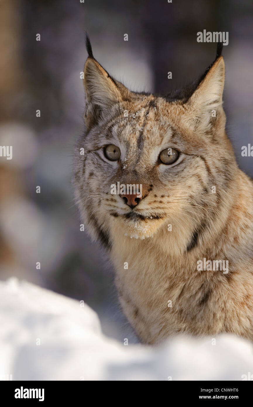 Eurasian lynx (Lynx lynx), portrait in snow, Norway, Lauvsnes Stock ...