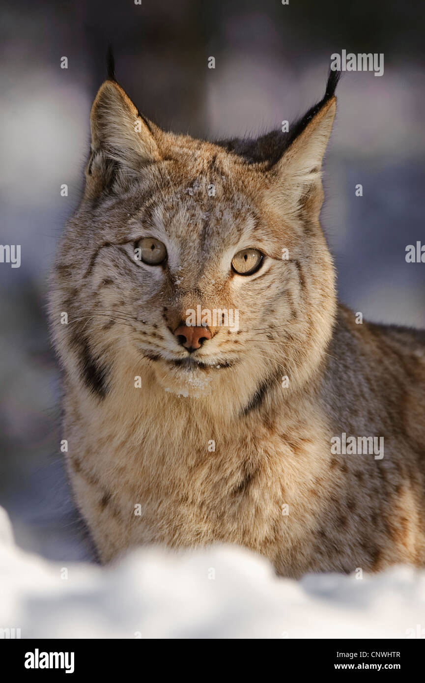 Eurasian lynx (Lynx lynx), portrait in snow, Norway, Lauvsnes Stock ...