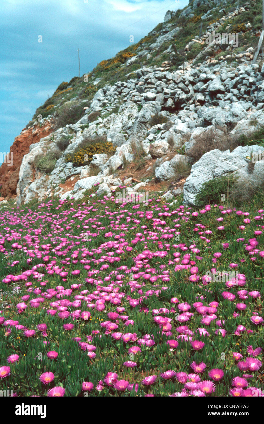 sally my handsome, Hottentot fig (Carpobrotus acinaciformis ...