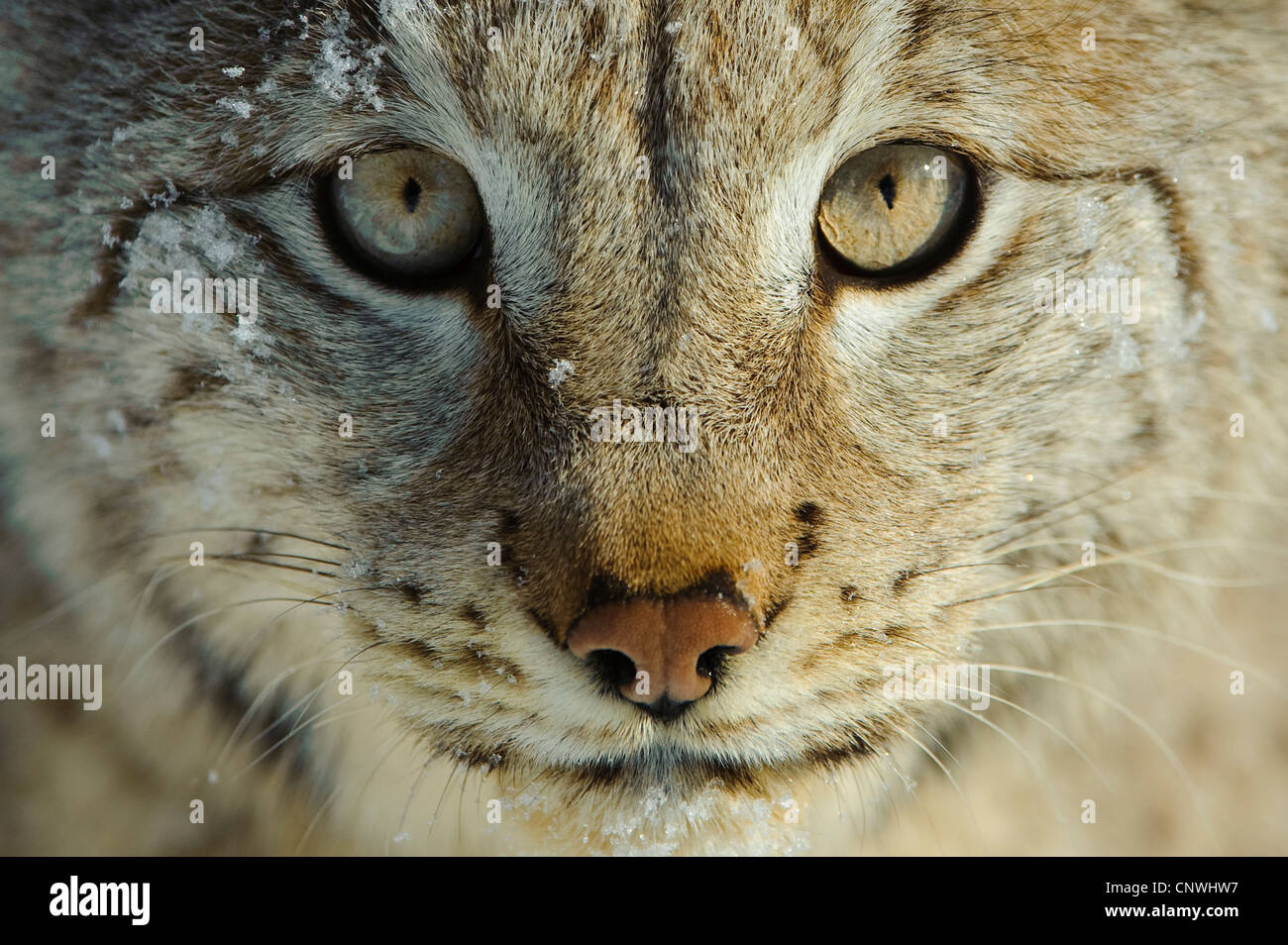 Eurasian lynx (Lynx lynx), portrait, Norway, Lauvsnes Stock Photo - Alamy