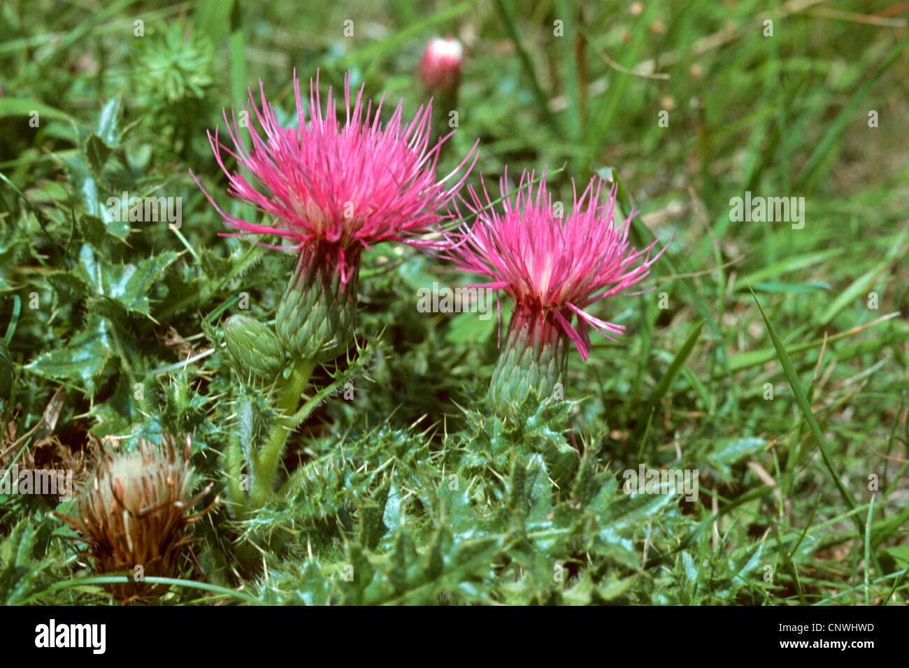 dwarf thistle (Cirsium acaule), blooming, Germany Stock Photo - Alamy