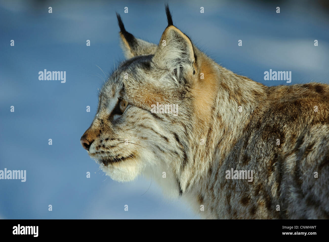 Eurasian lynx (Lynx lynx), portrait in winter, Norway, Lauvsnes Stock ...