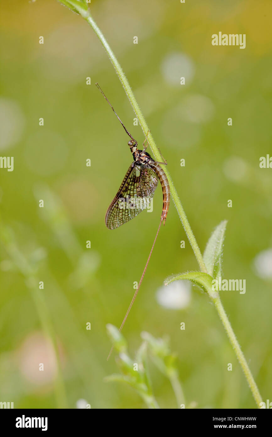 Ephemera hi-res stock photography and images - Alamy