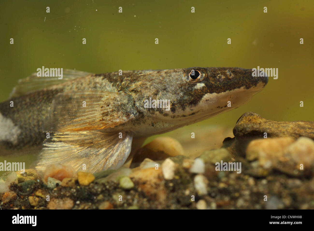 streber (Zingel streber), portrait, propping with the pectoral fins ...