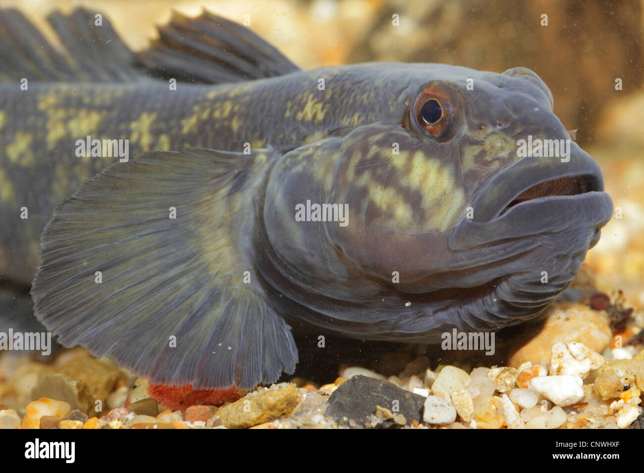 round goby (Neogobius melanostomus), portrait of a male in breeding ...