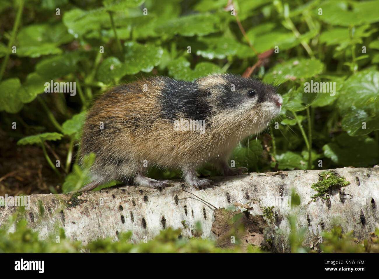 Voles and lemmings hi-res stock photography and images - Alamy