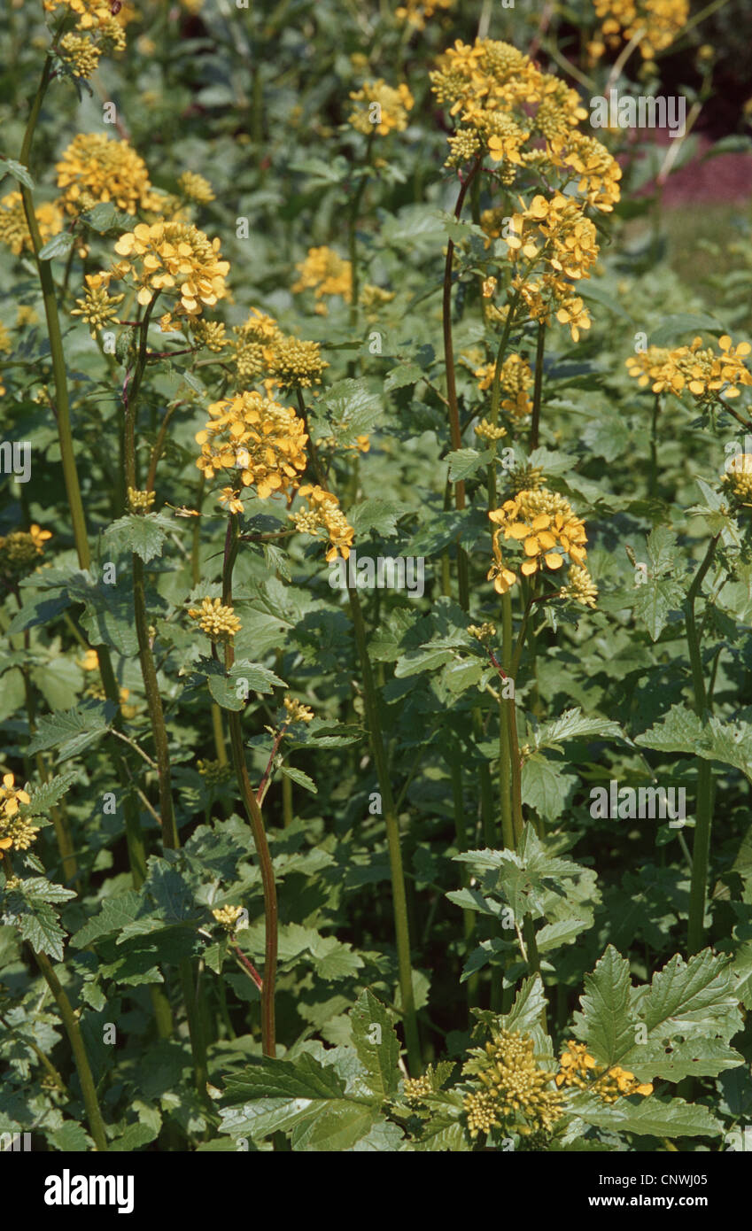 Sinapis Alba Bloom High Resolution Stock Photography and Images - Alamy