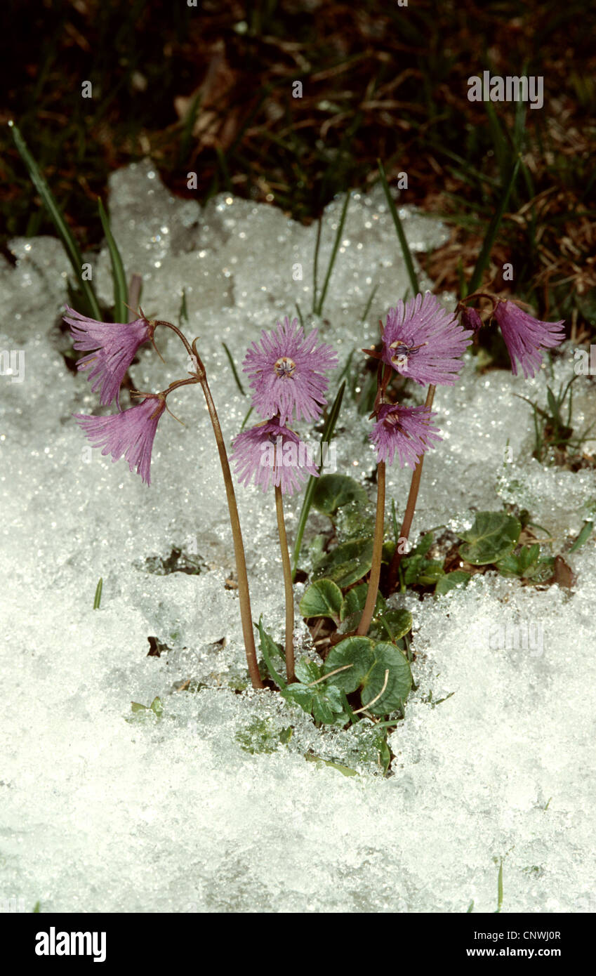Soldanella alpina snow hi-res stock photography and images - Alamy