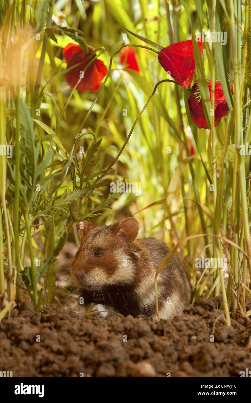 common hamster, black-bellied hamster (Cricetus cricetus), sitting ...