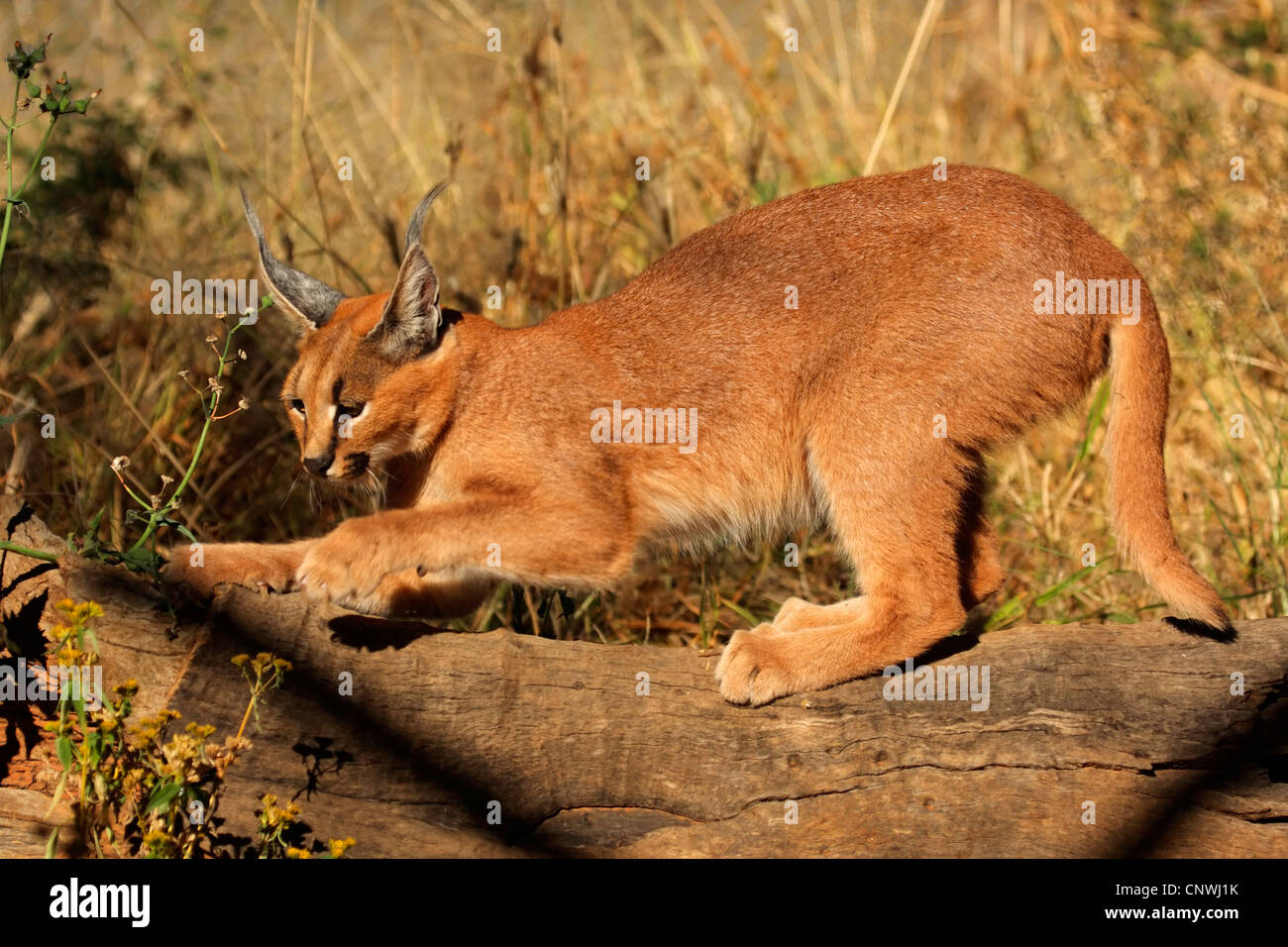 caracal (Caracal caracal, Felis caracal), sitting on a log, South ...