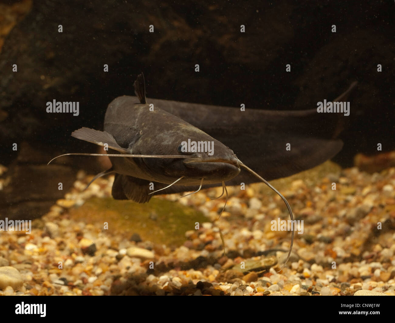 Wels Catfish Europe High Resolution Stock Photography and Images - Alamy