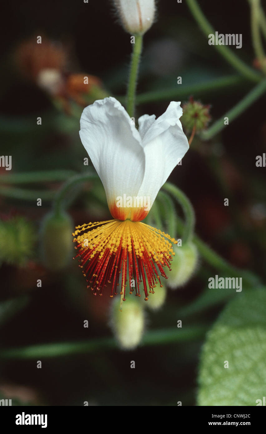 Variegated African Hemp, African Hemp (Sparrmannia africana), flower ...