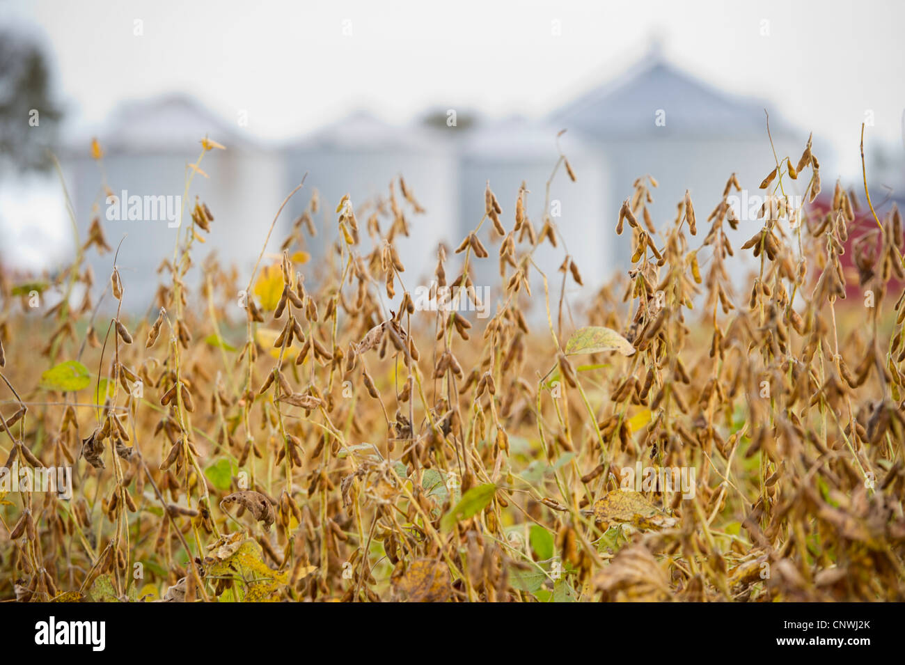 Cash crops hi-res stock photography and images - Alamy