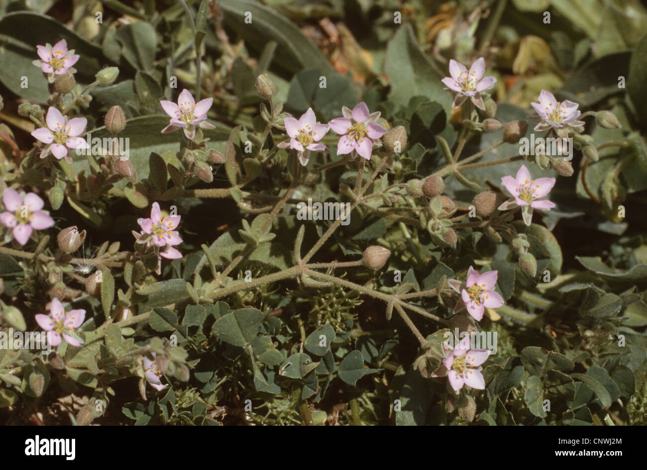 Spergularia rubra hi-res stock photography and images - Alamy