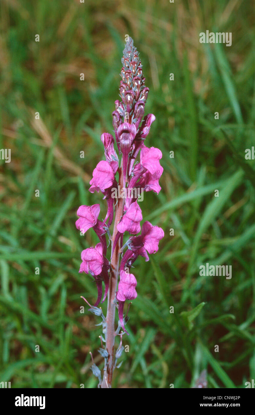 Perennial snapdragon linaria purpurea hi-res stock photography and ...