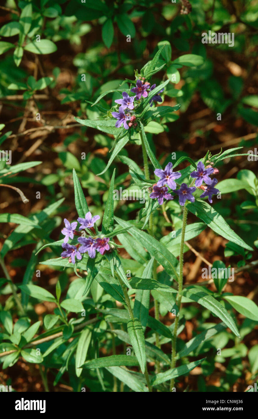 Gromwell herb hi-res stock photography and images - Alamy