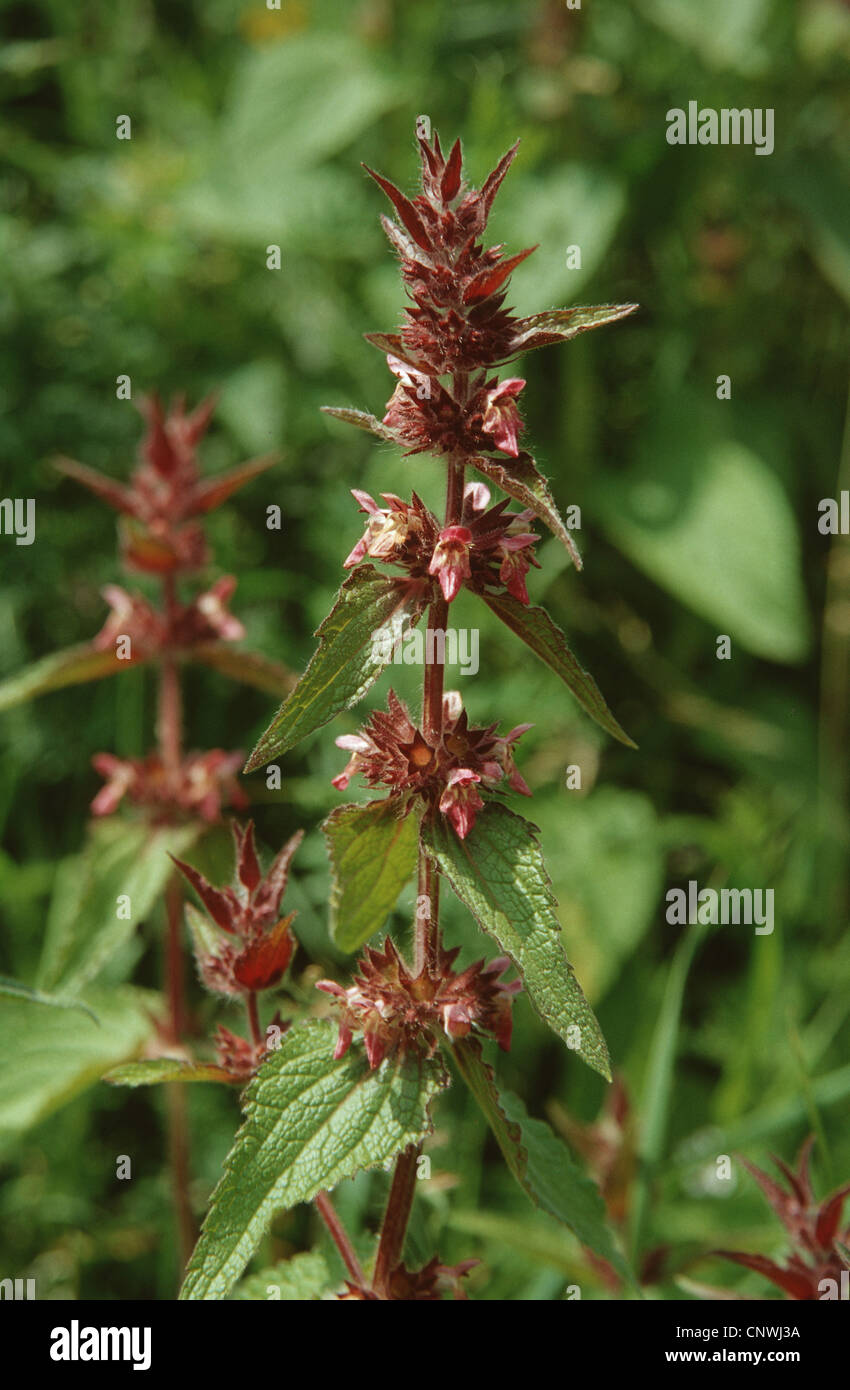 Stachys alpina hi-res stock photography and images - Alamy