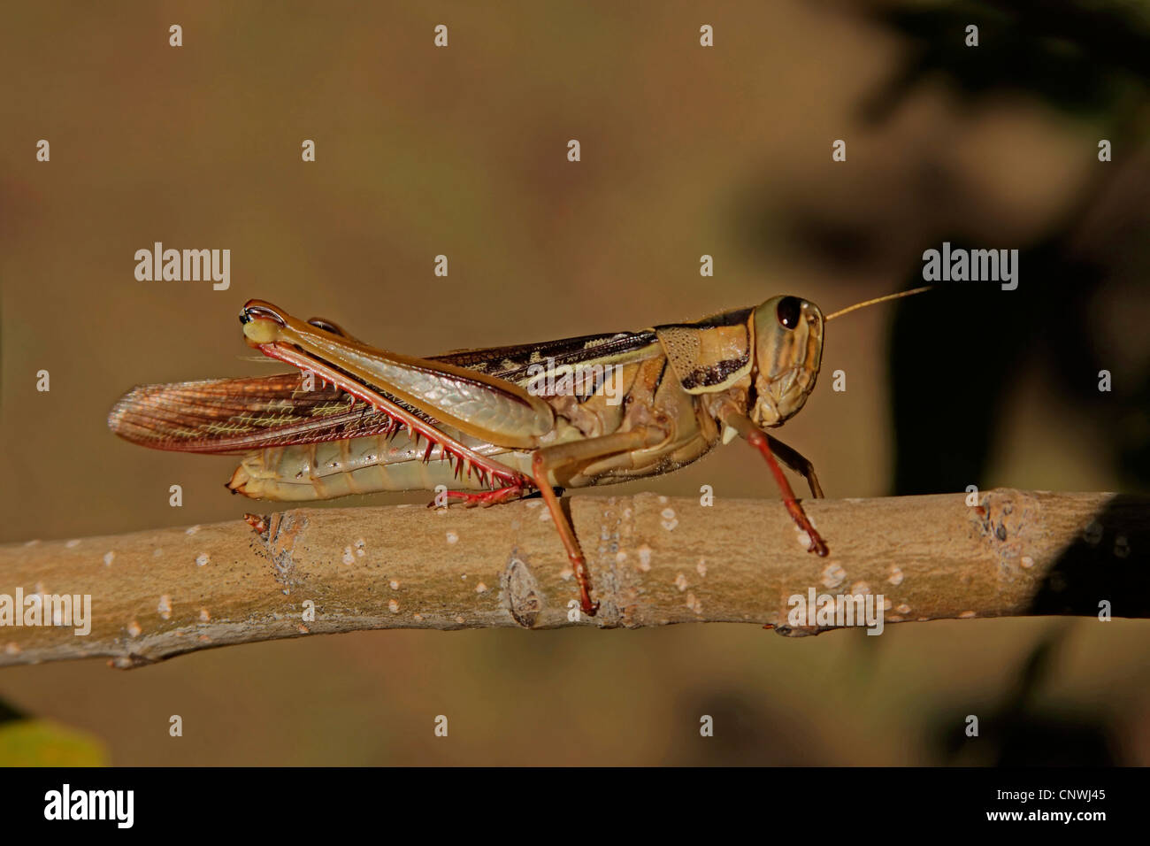 Acanthacris hi-res stock photography and images - Alamy