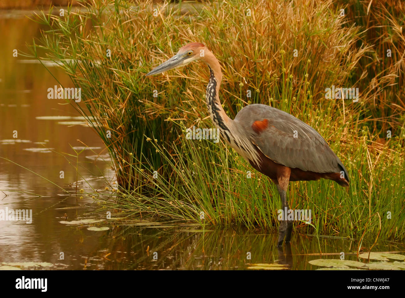 Goliath heron (Ardea goliath), standing in water, South Africa ...