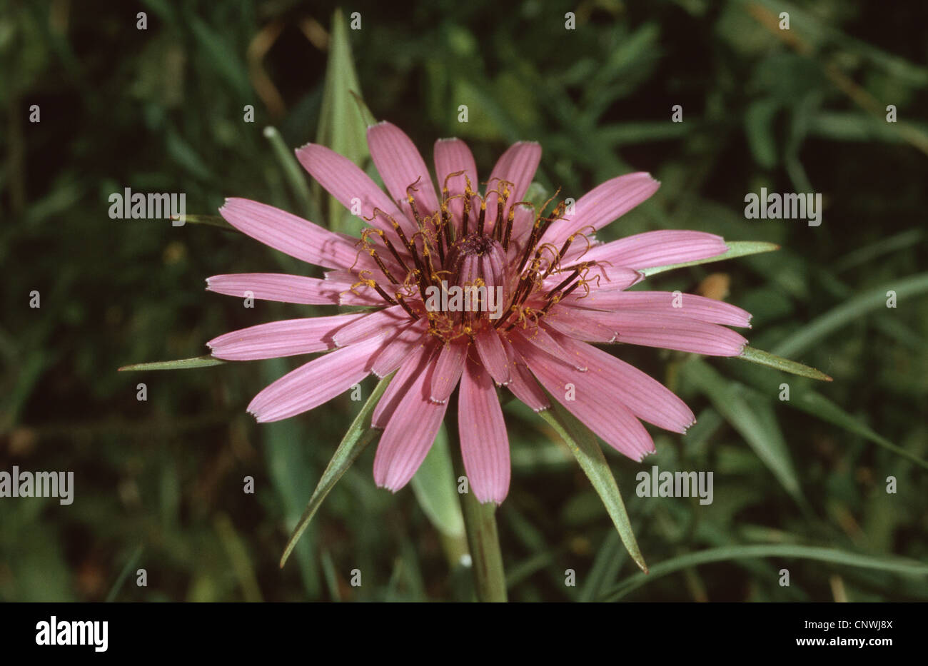 Purple goats beard hi-res stock photography and images - Alamy