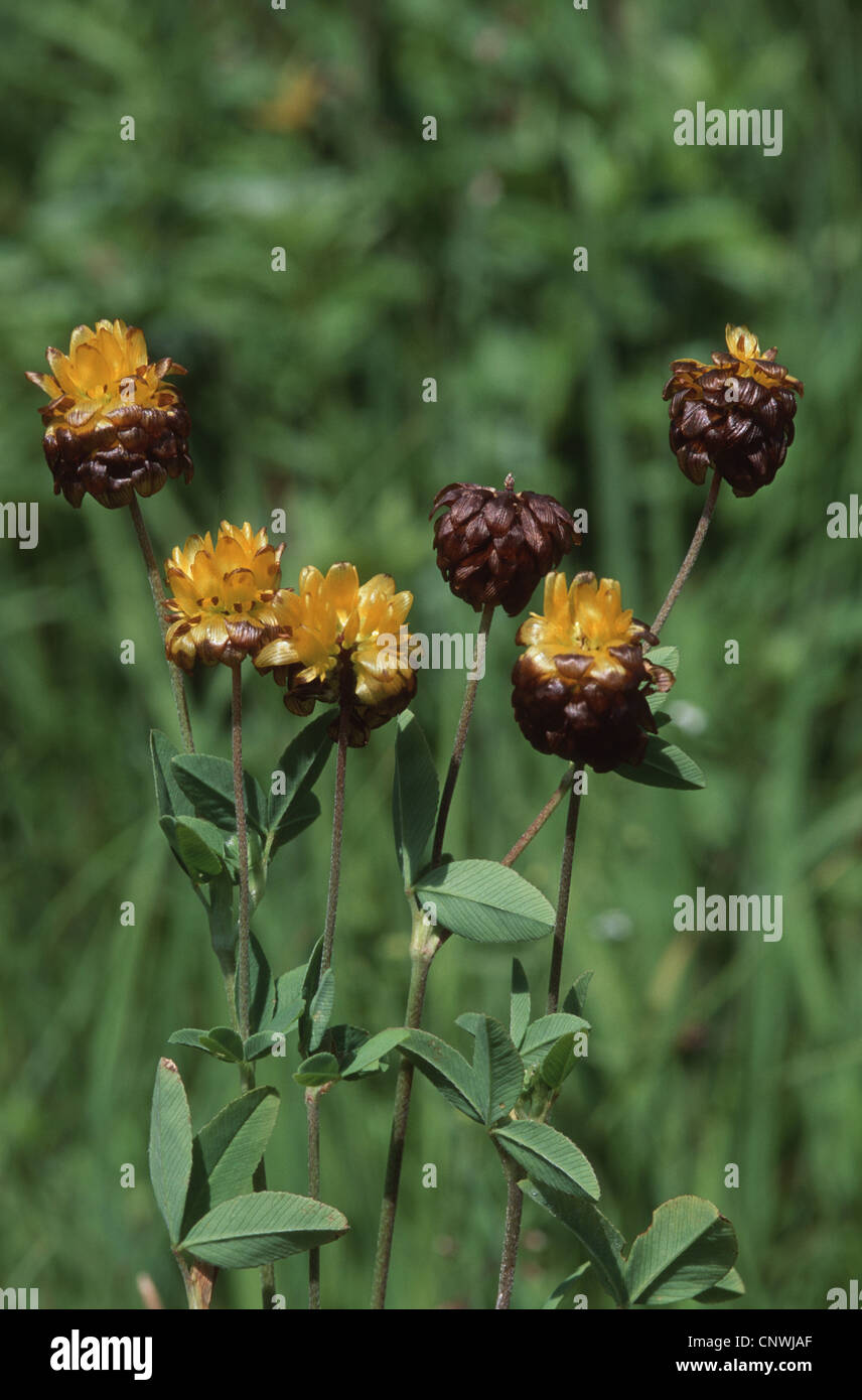 brown clover (Trifolium badium), blooming, Germany Stock Photo - Alamy
