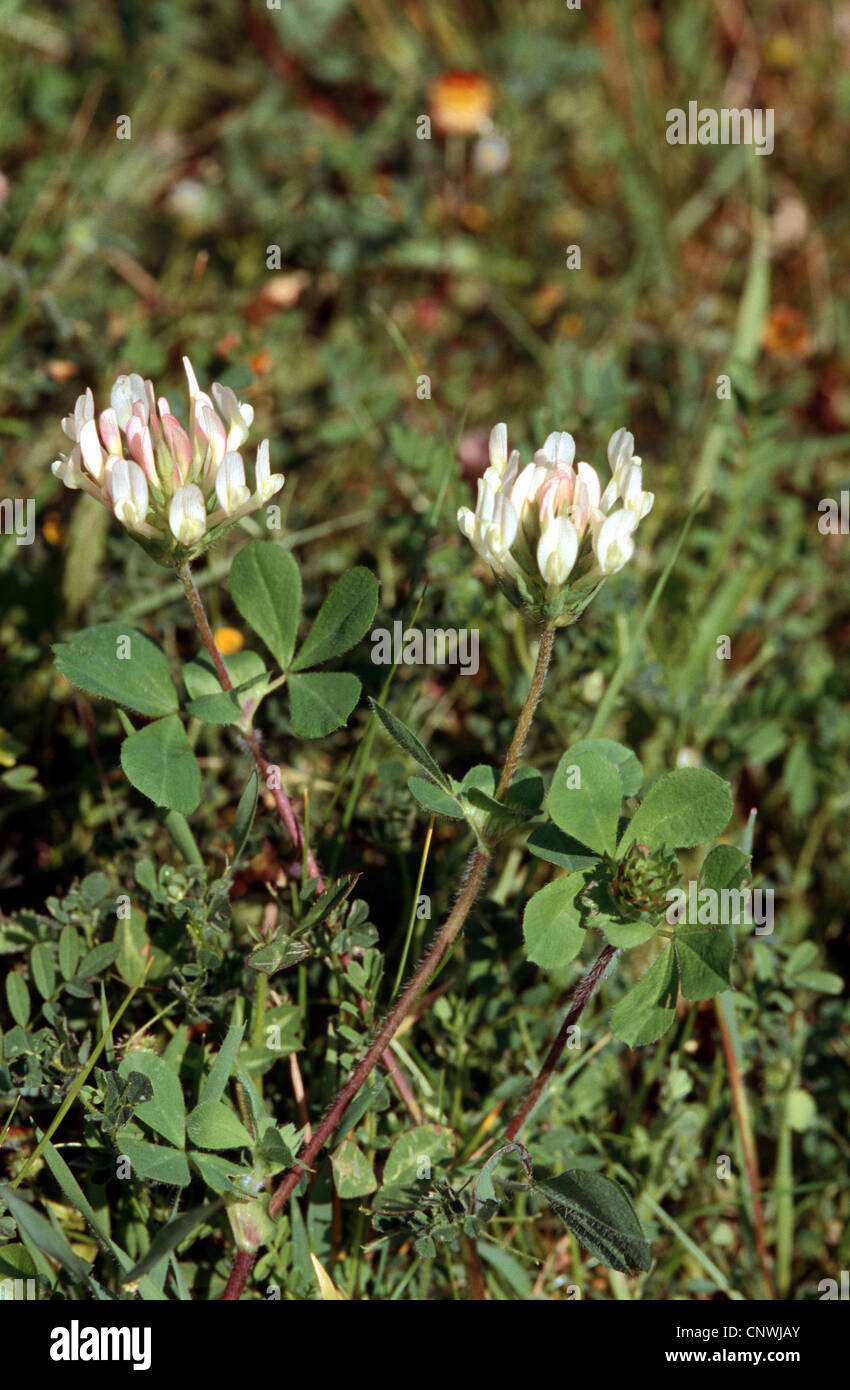 Shield clover trifolium hi-res stock photography and images - Alamy