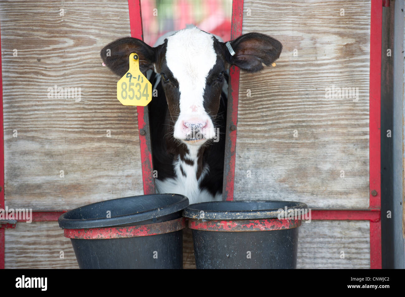Dairy cow calf feeding from a bucket outside of pen Stock Photo - Alamy
