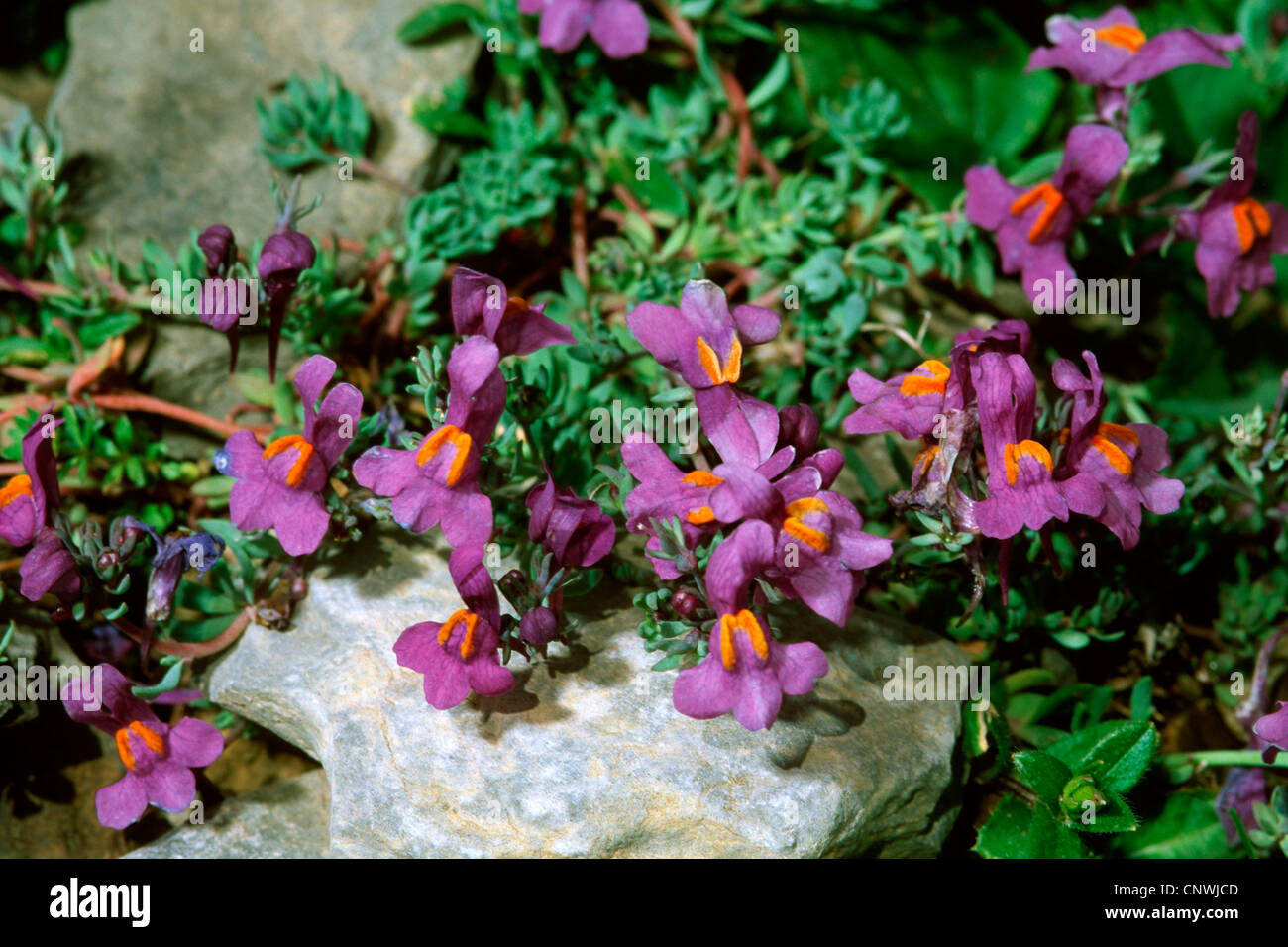 Alpine toadflax linaria alpina hi-res stock photography and images - Alamy