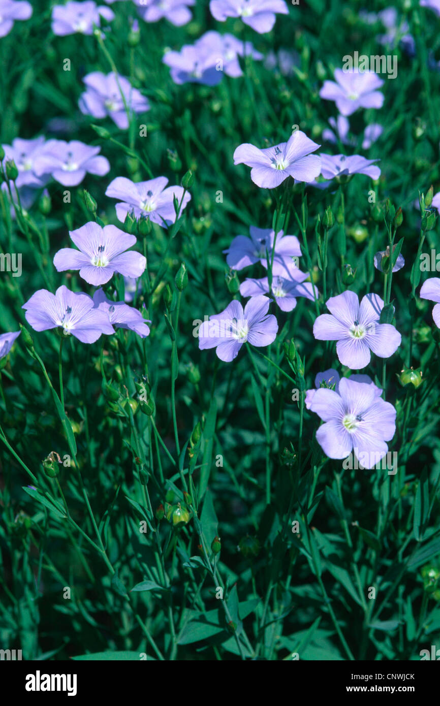 common flax (Linum usitatissimum), blooming Stock Photo - Alamy