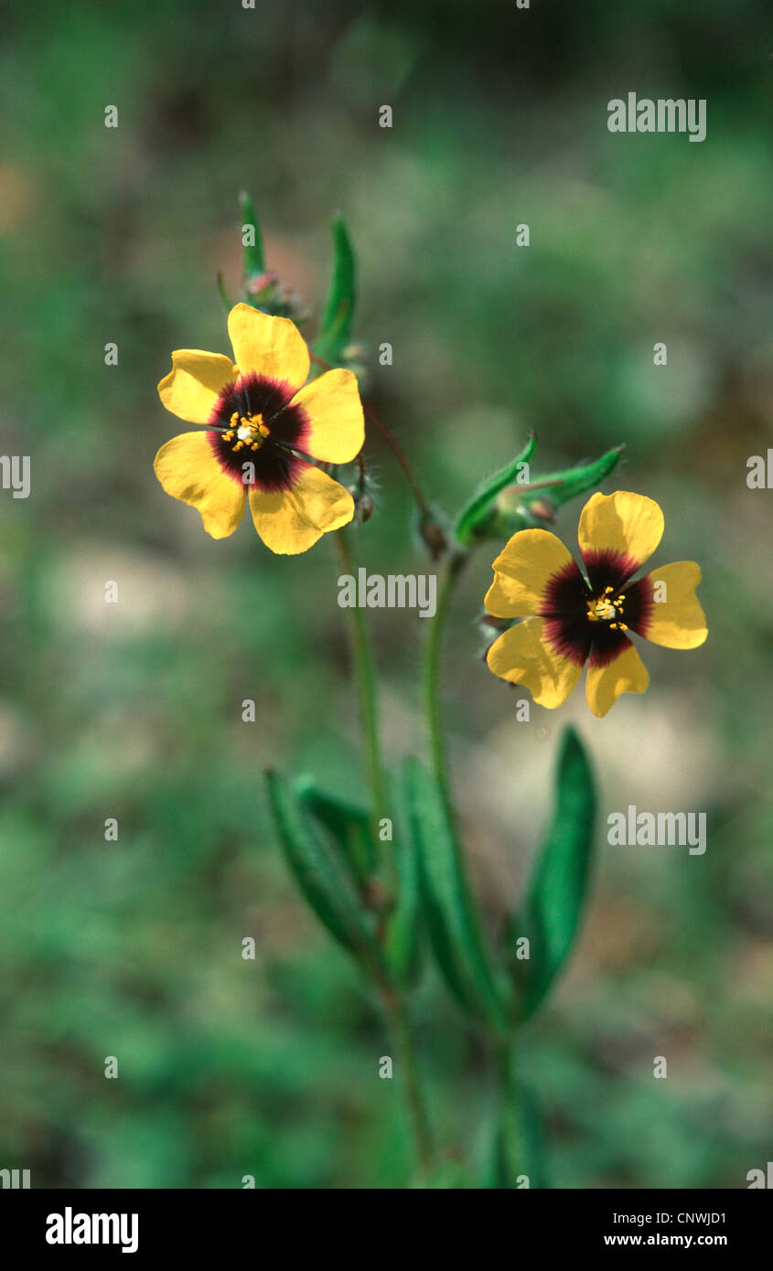 spotted rock-rose (Tuberaria guttata), blooming Stock Photo - Alamy