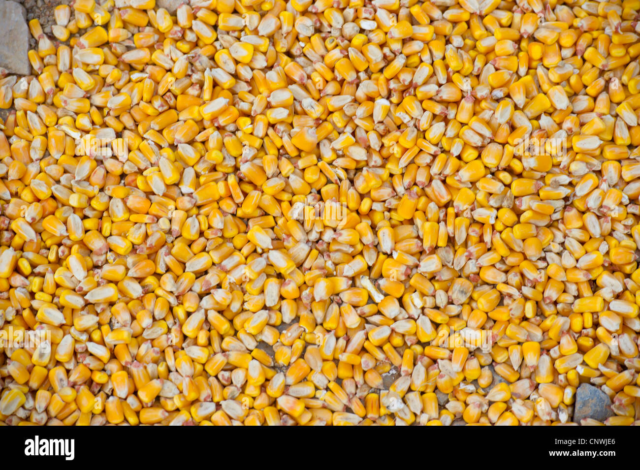 Corn kernels Stock Photo - Alamy