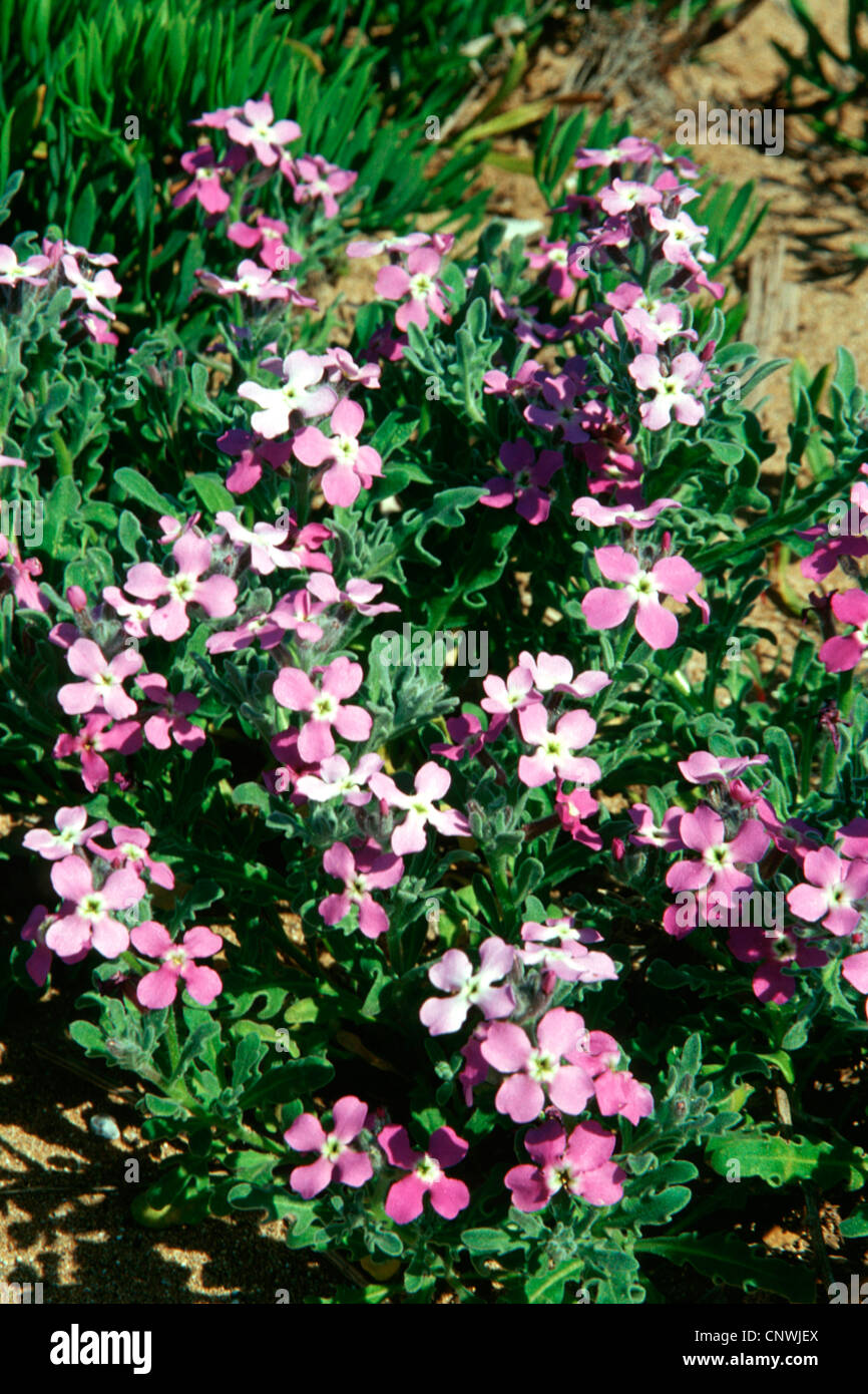 Matthiola tricuspidata hi-res stock photography and images - Alamy
