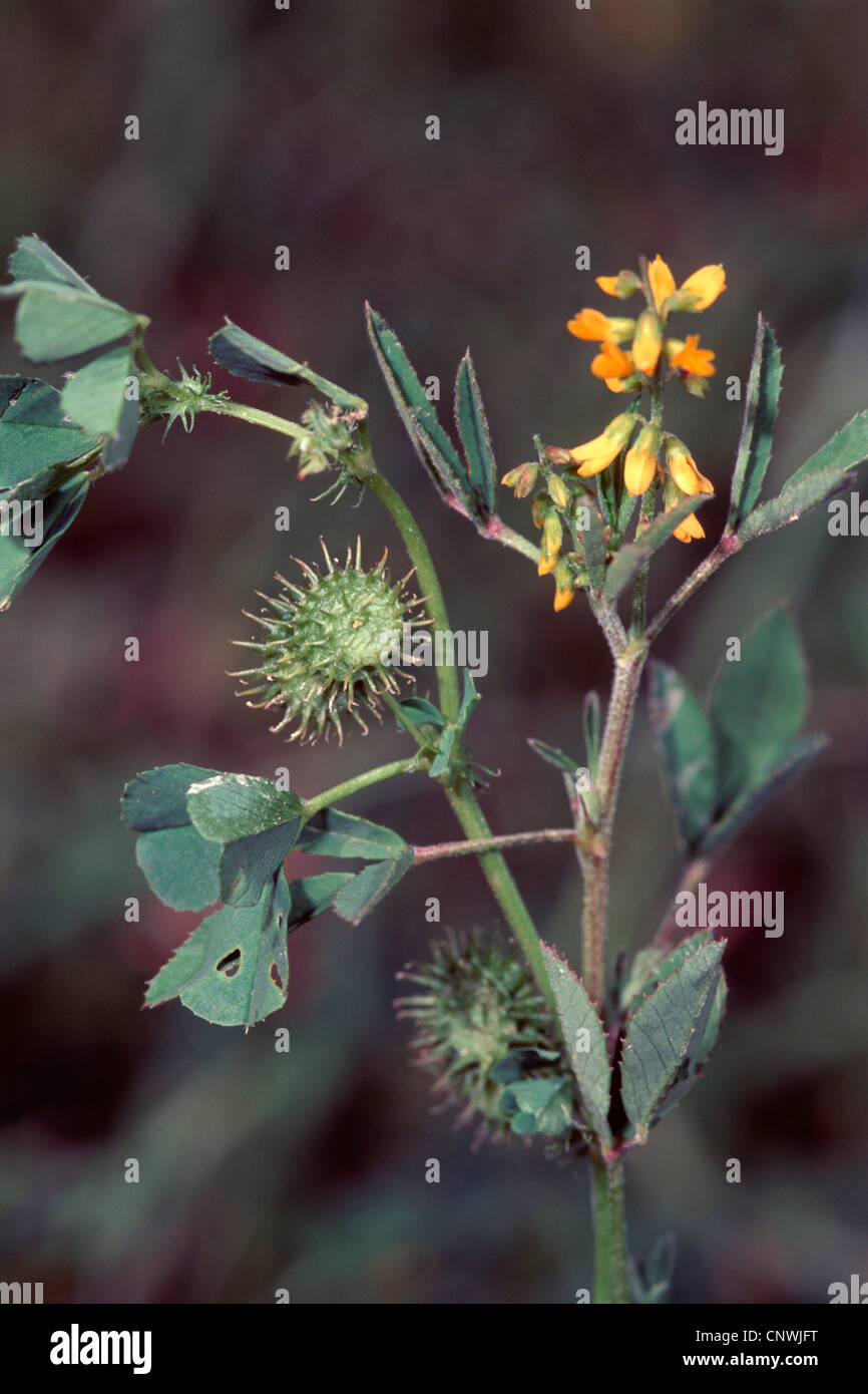 bur clover, California burclover, hairy medick, toothed medick ...