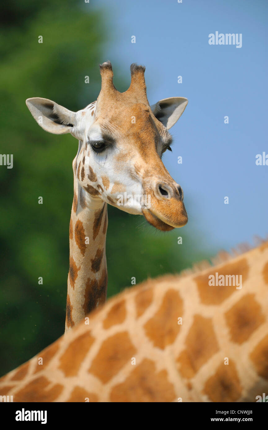 Hoofed animals hi-res stock photography and images - Alamy