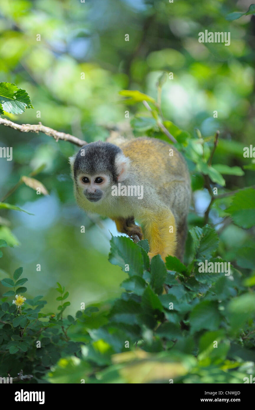 Climbing leafy trees hi-res stock photography and images - Alamy